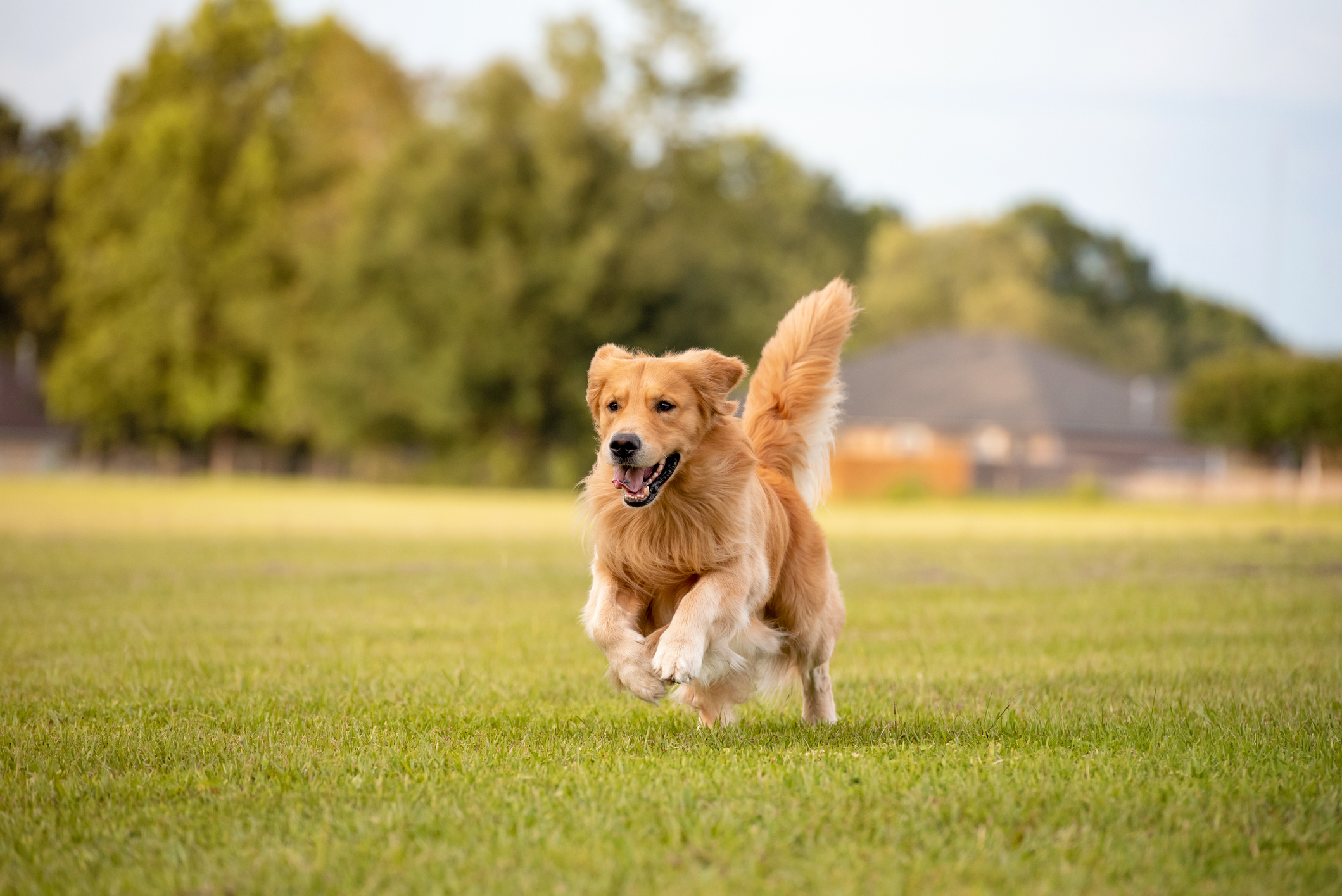 Veterinary Chiropractor Benefits | Doylestown Veterinary Hospital