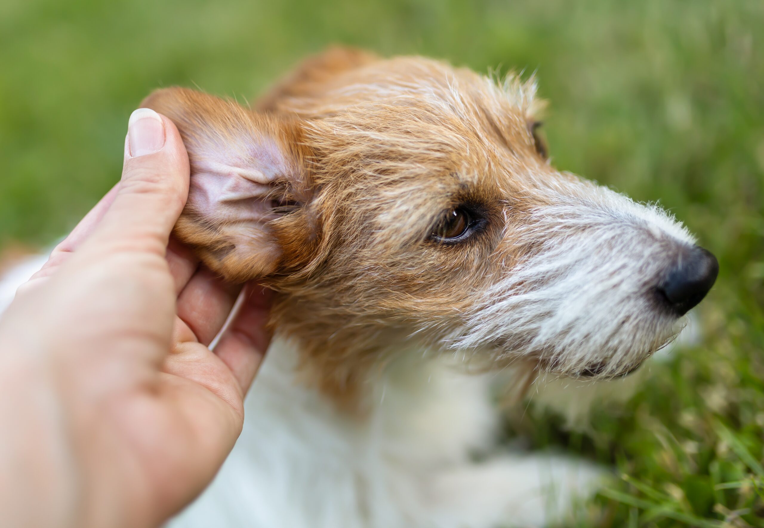 Ear Infections in Dogs and Cats | Doylestown Veterinary Hospital