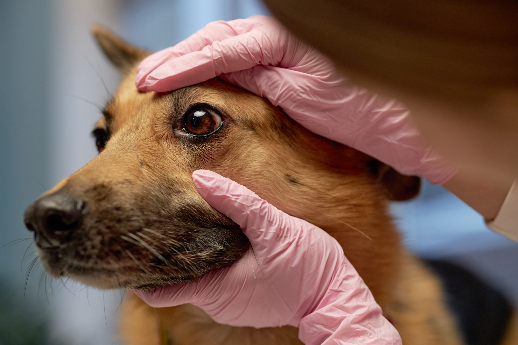 Why Is My Dog’s Eye Red? | Doylestown Veterinary Hospital